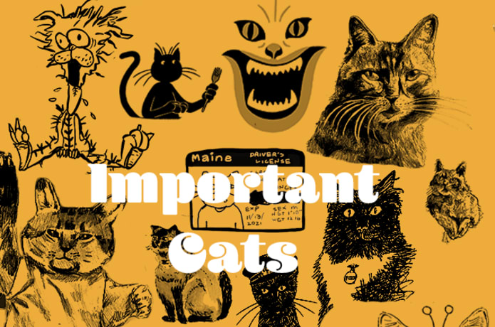 Important Cats Calendar | Indiegogo