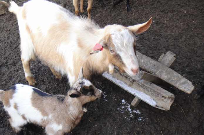 The Singing Goat Farm needs your help | Indiegogo