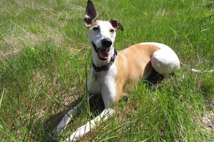 Pebble Smart Doggie Doorbell | Indiegogo