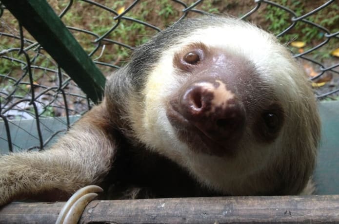 Save Our Sloths | Indiegogo