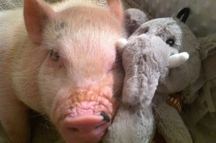 Chris P Bacon Saves Christmas | Indiegogo