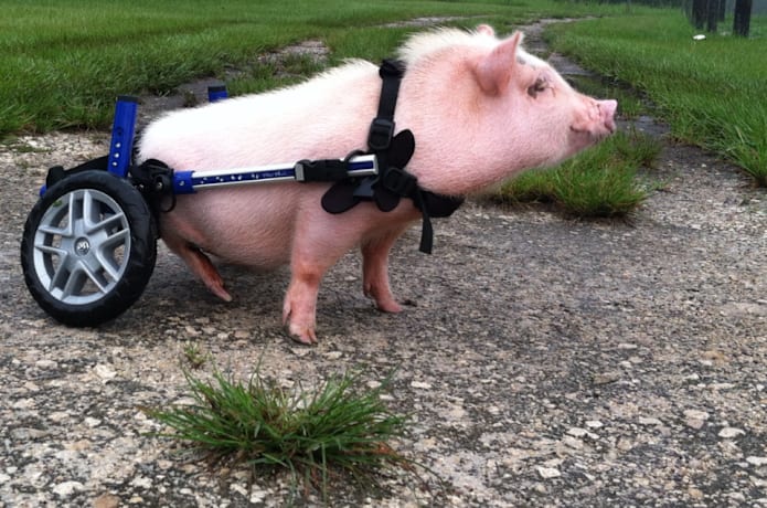 Chris P Bacon Saves Christmas | Indiegogo