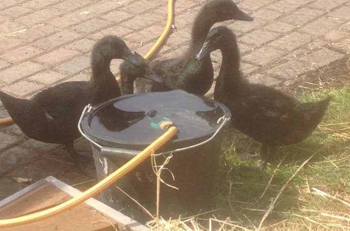 DuckPonics for Organic Vegtables and Fruit | Indiegogo