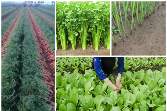 Easy Grow Food - Seed Rope & Bionoc | Indiegogo