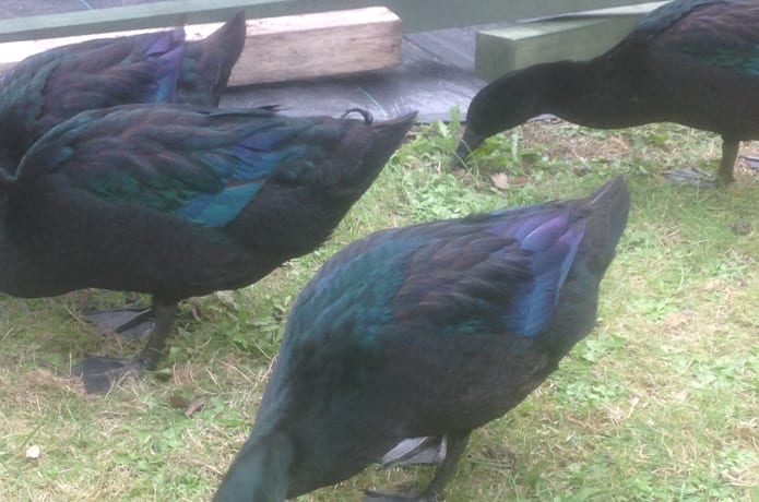 DuckPonics for Organic Vegtables and Fruit | Indiegogo