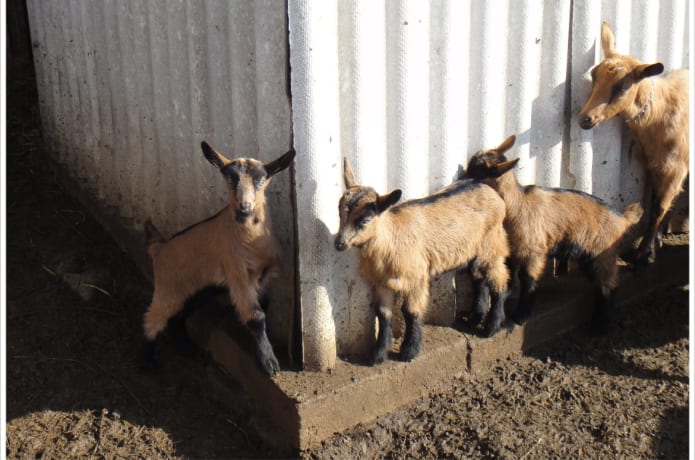 The Singing Goat Farm needs your help | Indiegogo