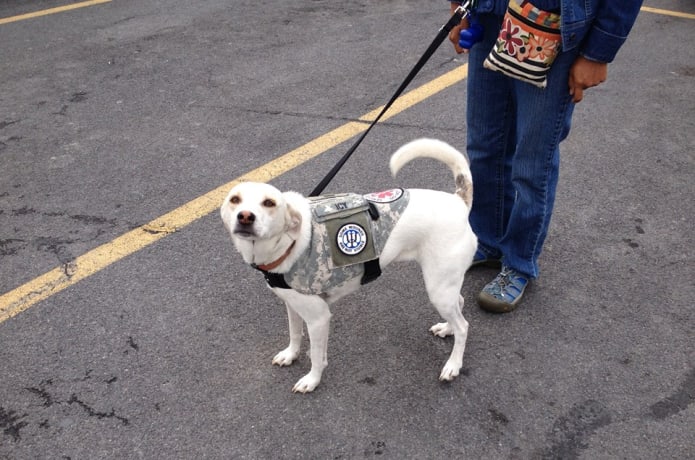 Dog Vests 4 Vets | Indiegogo