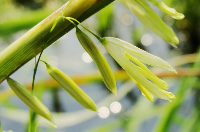 Texas Wild Rice Festival | Indiegogo