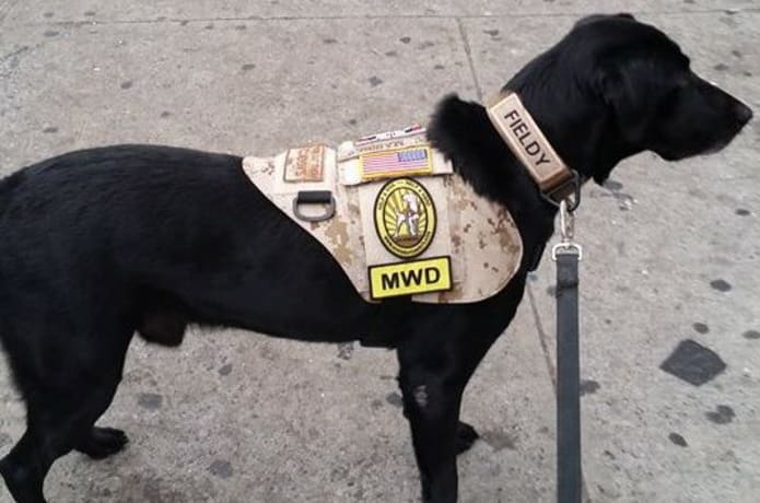 Dog Vests 4 Vets | Indiegogo