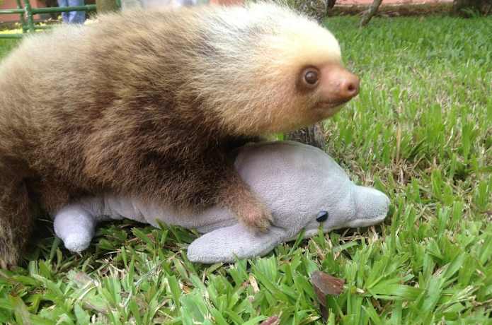 Save Our Sloths | Indiegogo