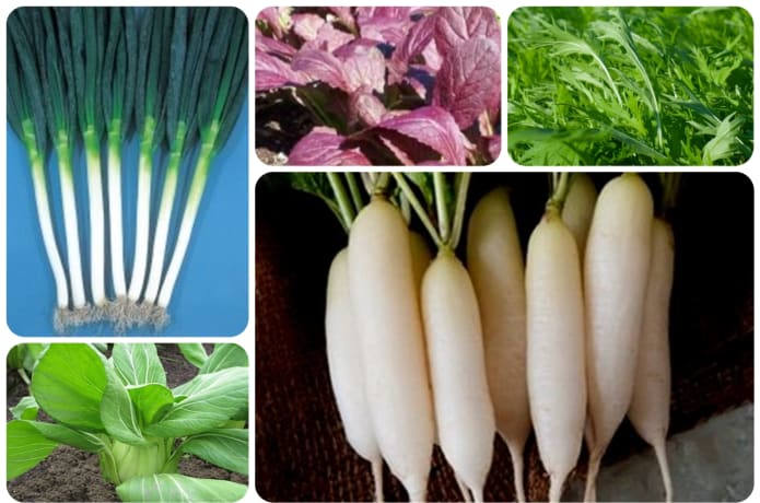 Easy Grow Food - Seed Rope & Bionoc | Indiegogo