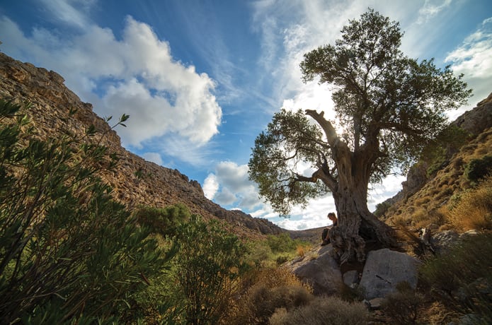 The centuries-old olive trees of Crete | Indiegogo
