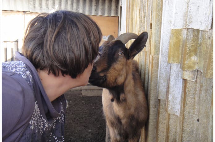 The Singing Goat Farm needs your help | Indiegogo