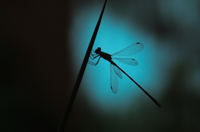 A Magical World Of Insects Photography Book | Indiegogo