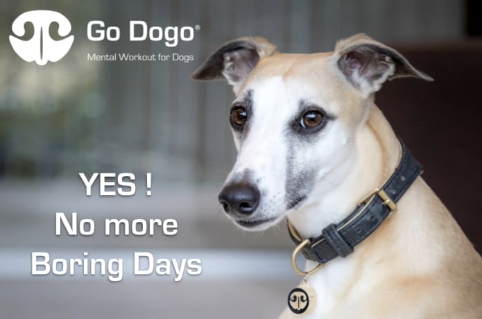 Go Dogo - Mental Workout for Dogs | Indiegogo