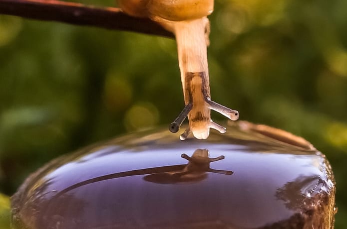 A Magical World Of Insects Photography Book | Indiegogo