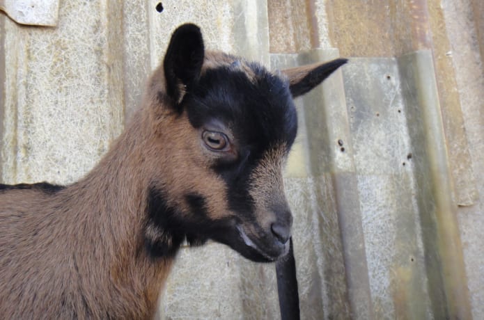 The Singing Goat Farm needs your help | Indiegogo