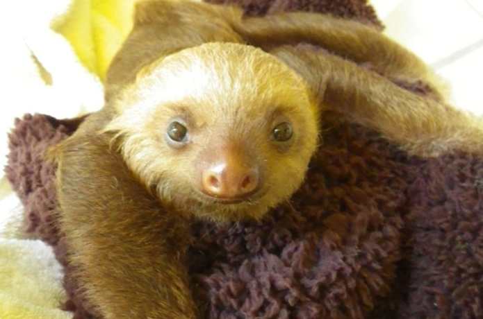 Save Our Sloths | Indiegogo