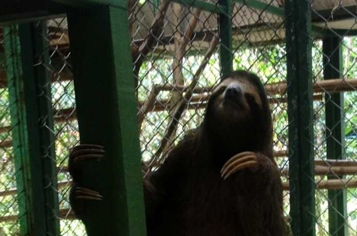 Save Our Sloths | Indiegogo