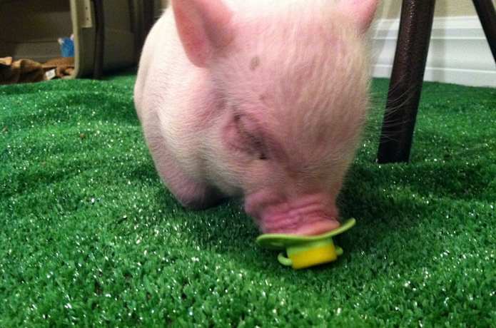 Chris P Bacon Saves Christmas | Indiegogo