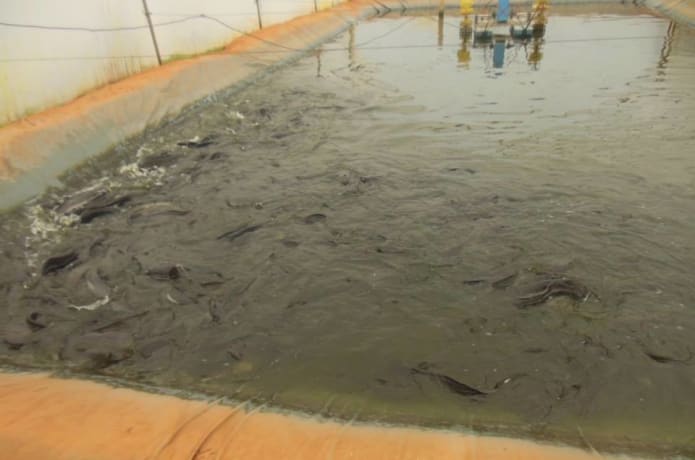 Baraka Fish Farm | Indiegogo