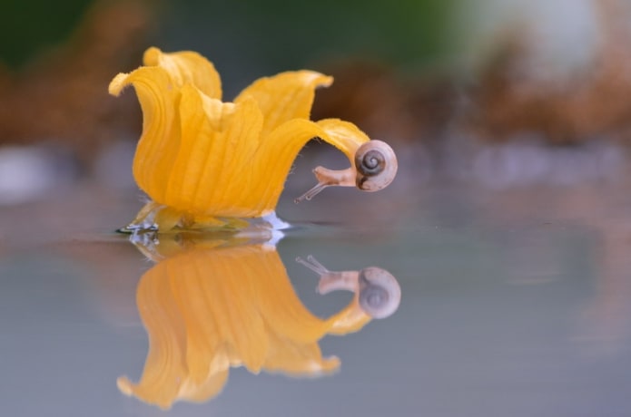 A Magical World Of Insects Photography Book | Indiegogo