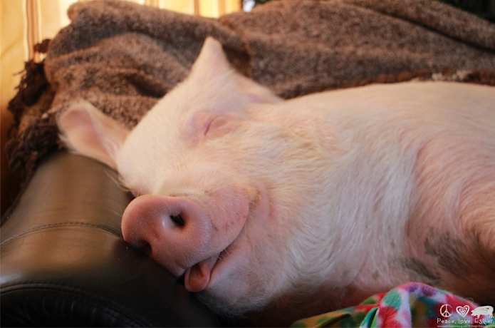 Esther the Wonder Pig- Farm Sanctuary | Indiegogo