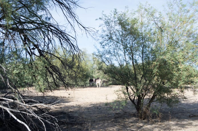 The Unseen Ecology of the Wild Burro | Indiegogo