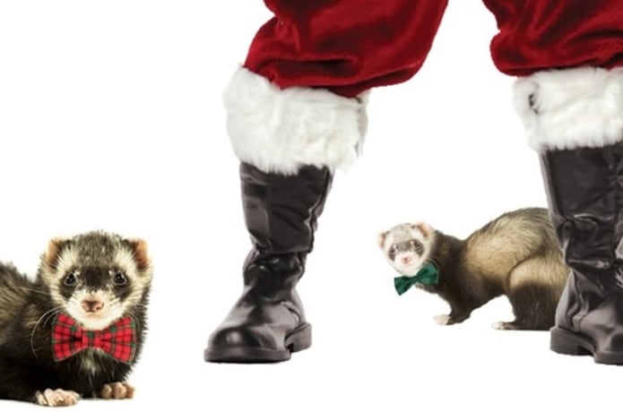 Santa's Little Ferrets | Indiegogo
