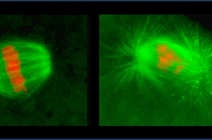 Develop Pregmama's therapy to prevent miscarriage, infertility & birth ...