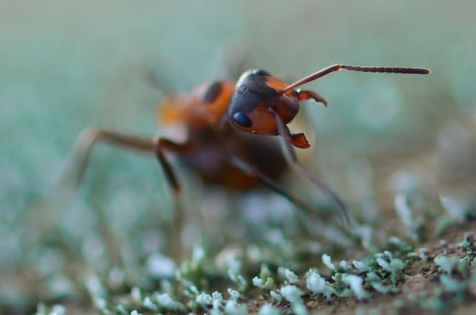 A Magical World Of Insects Photography Book | Indiegogo
