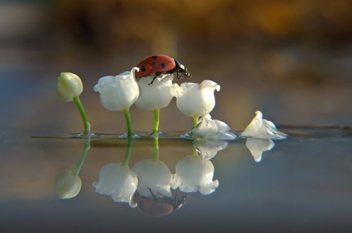 A Magical World Of Insects Photography Book | Indiegogo