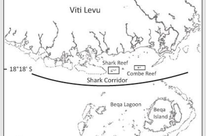 Adopt A Bull Shark! | Indiegogo