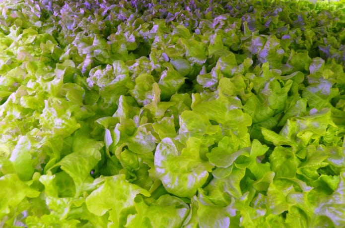 Local Greens | Indiegogo