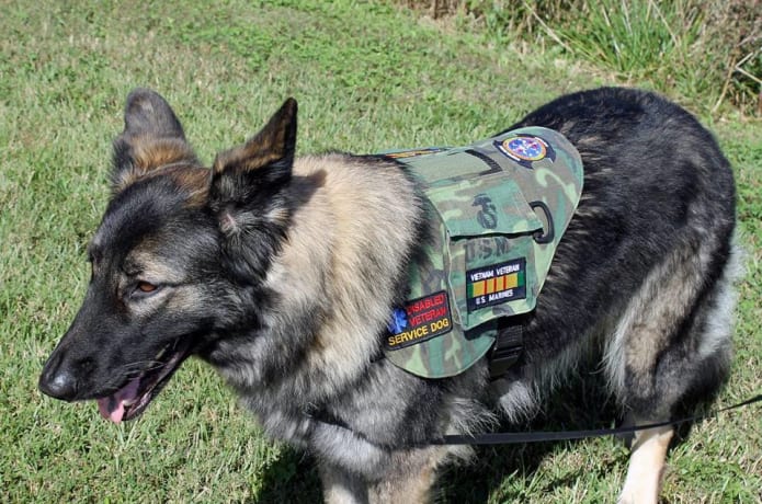 Dog Vests 4 Vets | Indiegogo